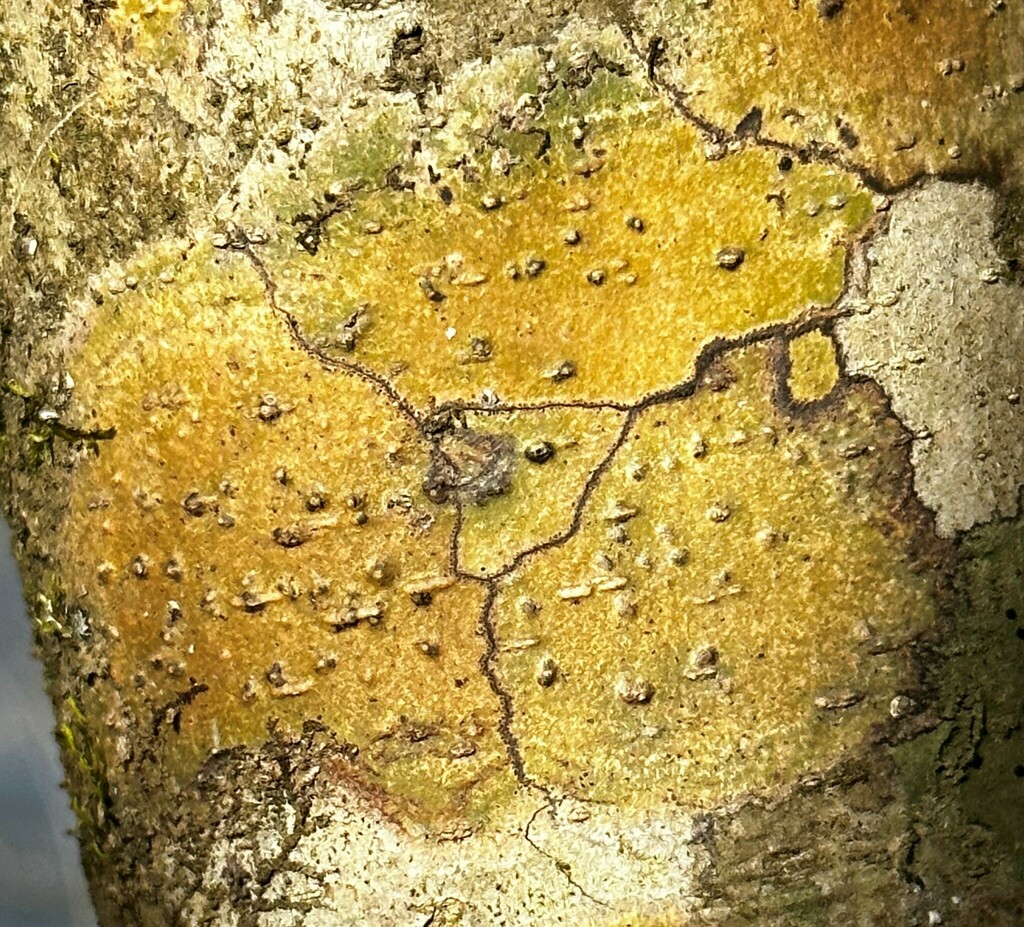 common lichens from Co. Rd. 12 at Otts Farm Rd., Shelby County, AL, USA ...