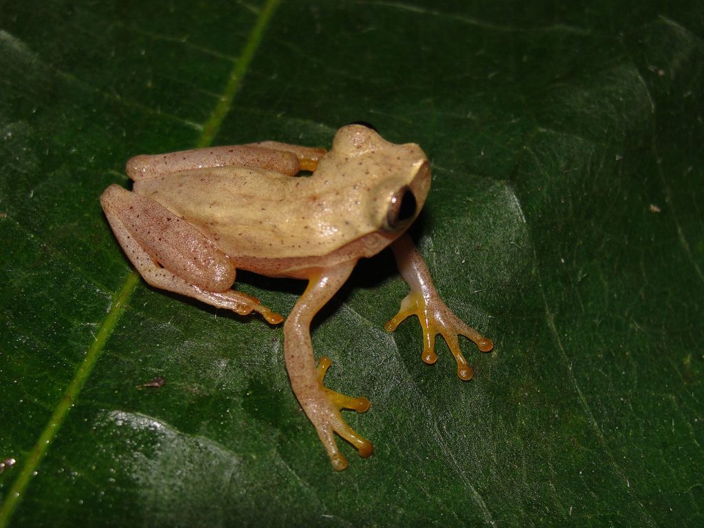 Yellow Treefrog (Anfibios de (Amphibians of) Sabana de Torres ...