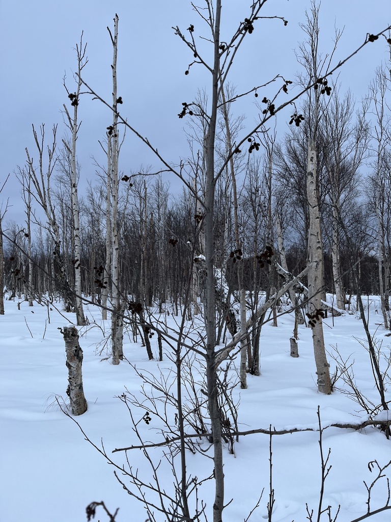 Red Alder from Knik, AK, US on February 17, 2023 at 04:06 PM by ...