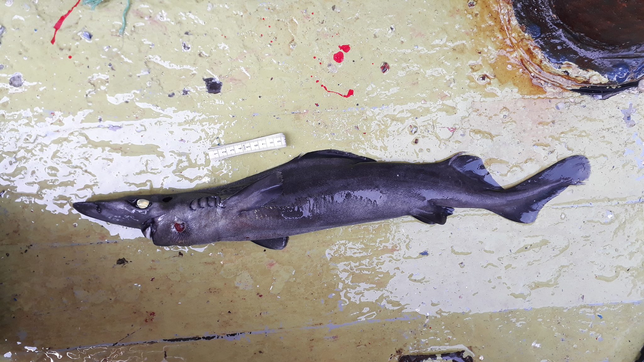 Deania calcea (Lowe, 1839)