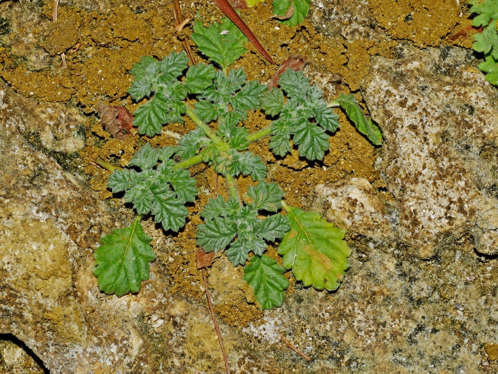 Coldenia procumbens in December 2022 by Jacy Chen · iNaturalist