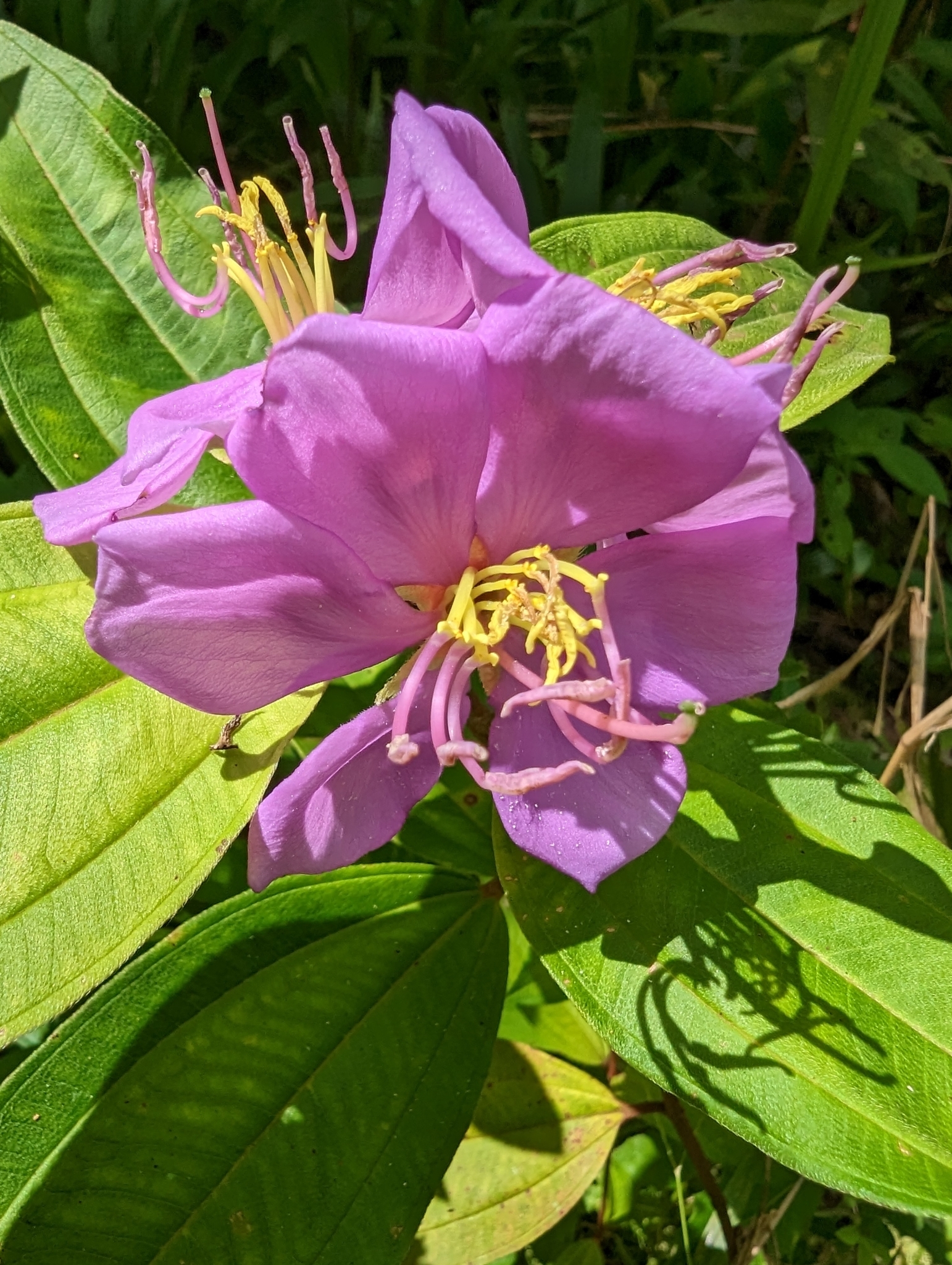 Melastoma malabathricum L.