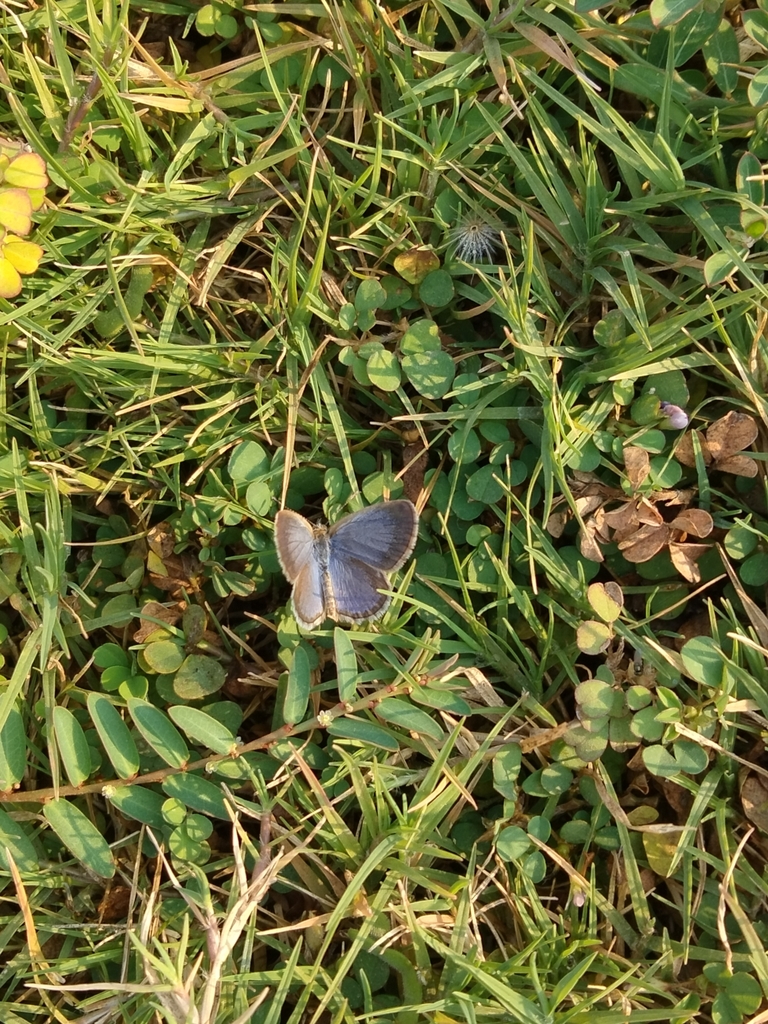 Lesser Grass Blue from PH5V+4XQ, Chindepalle, Andhra Pradesh 517619 ...