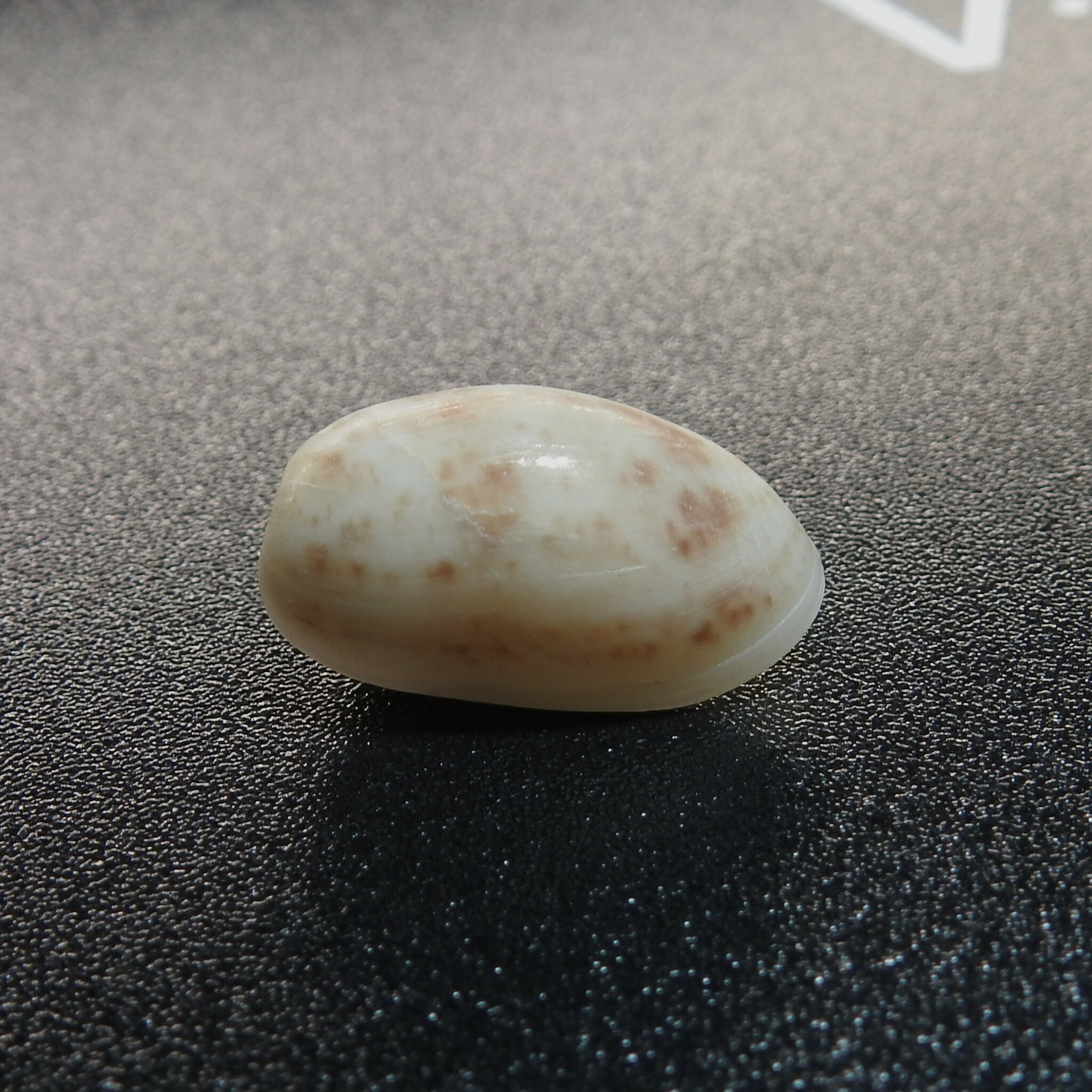 Bulla occidentalis A.Adams, 1850