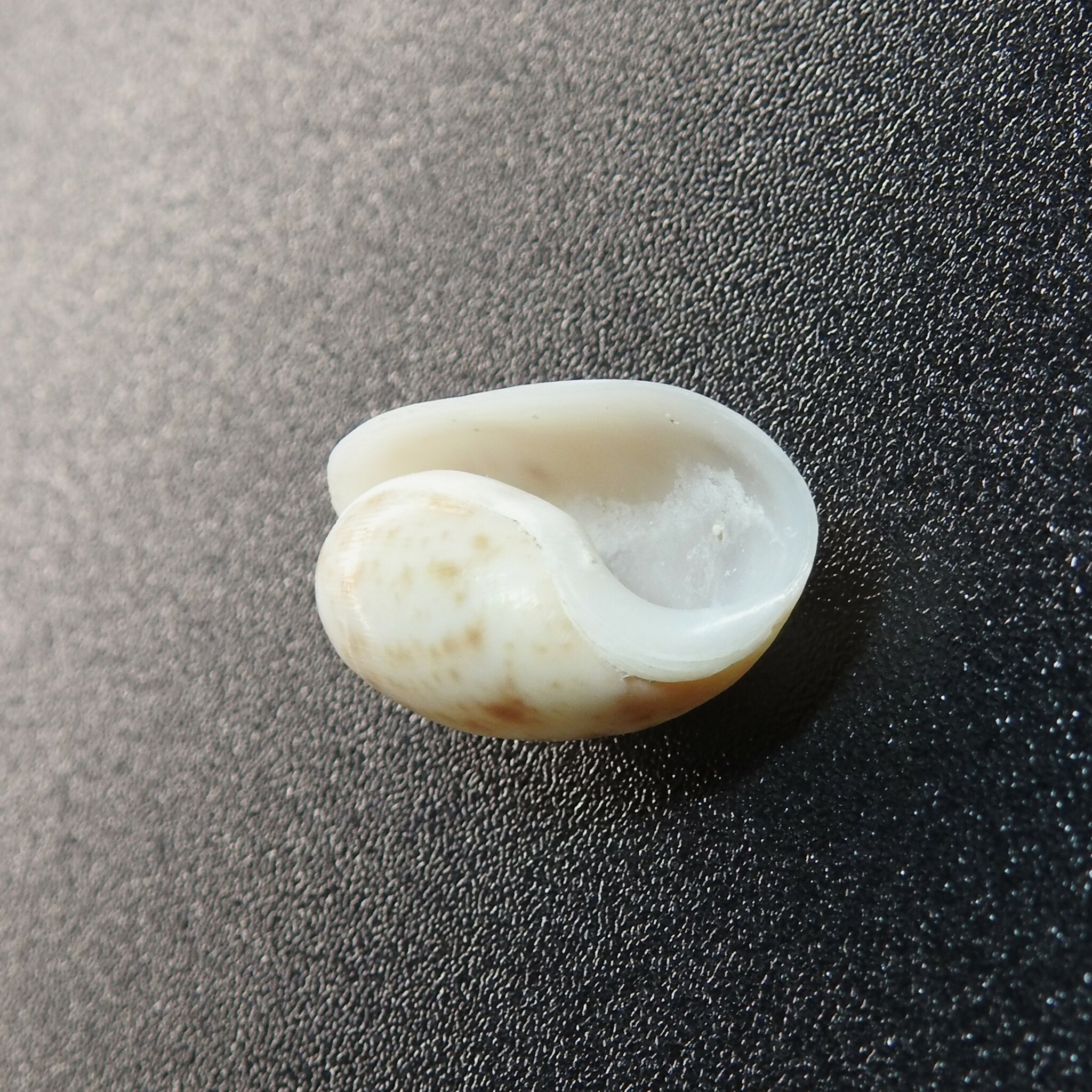 Bulla occidentalis A.Adams, 1850