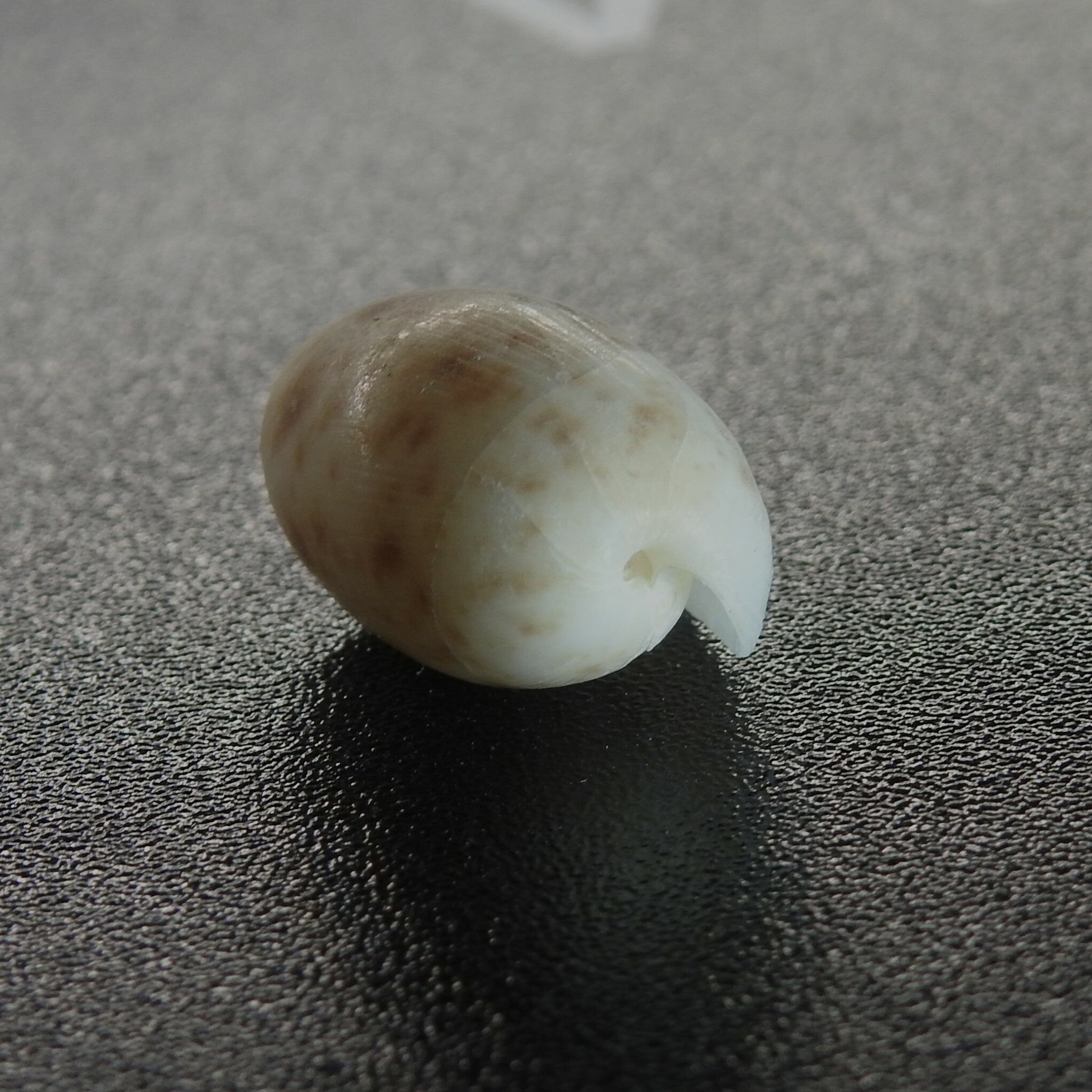 Bulla occidentalis A.Adams, 1850