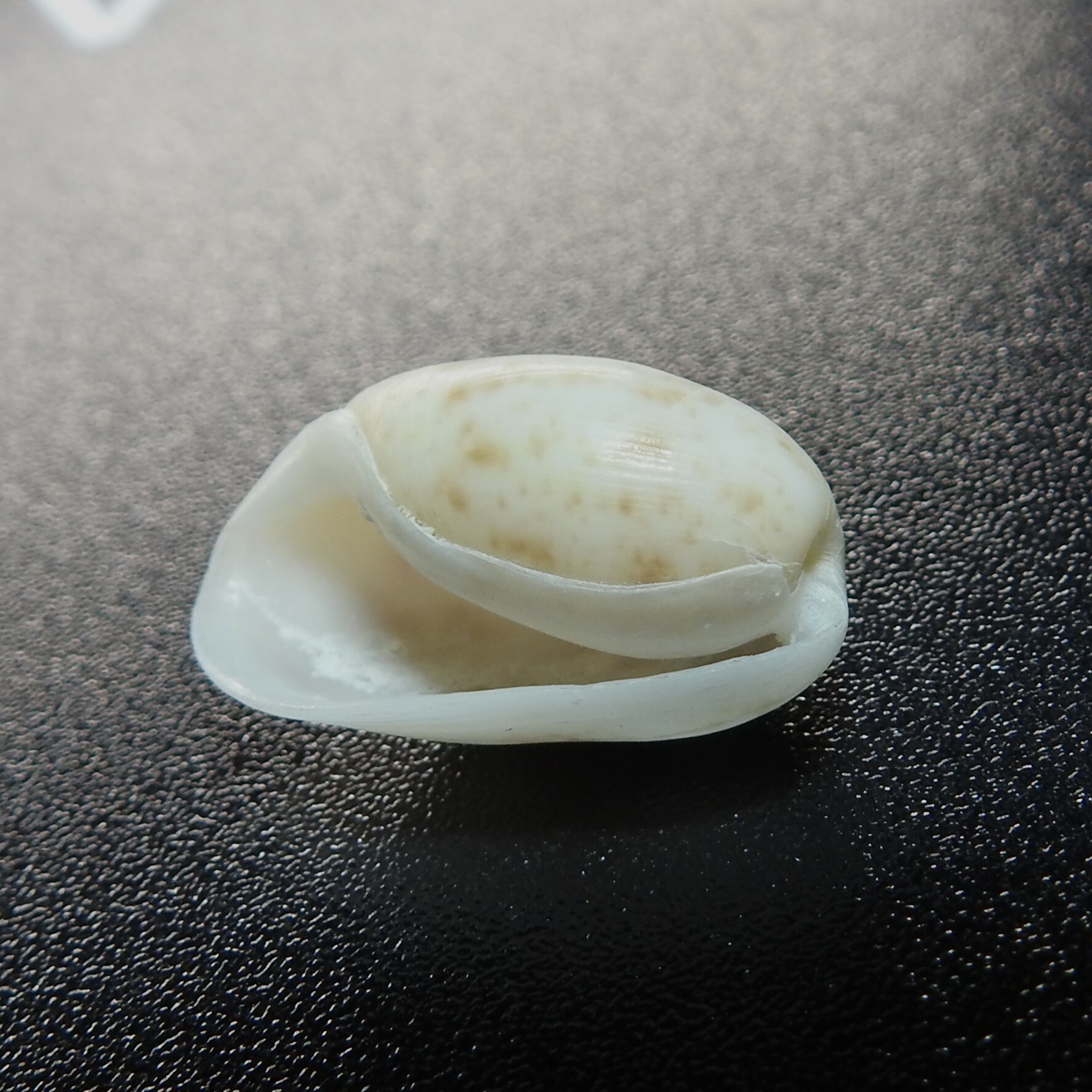 Bulla occidentalis A.Adams, 1850