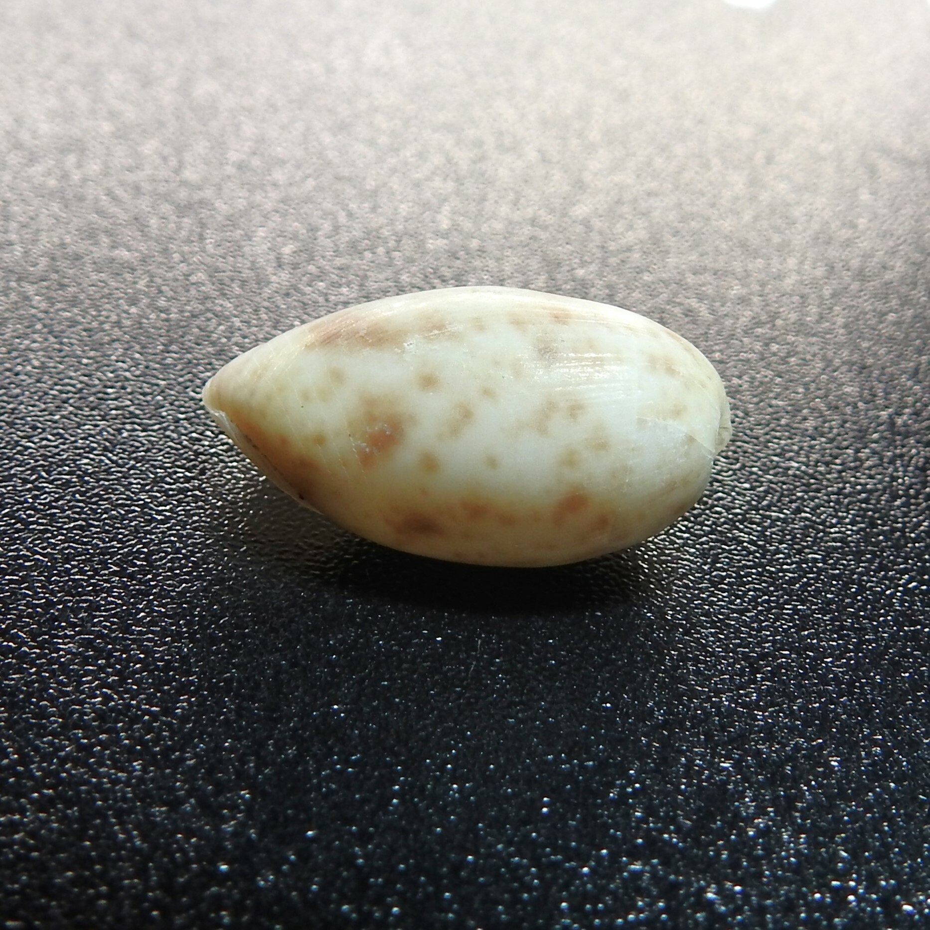 Bulla occidentalis A.Adams, 1850