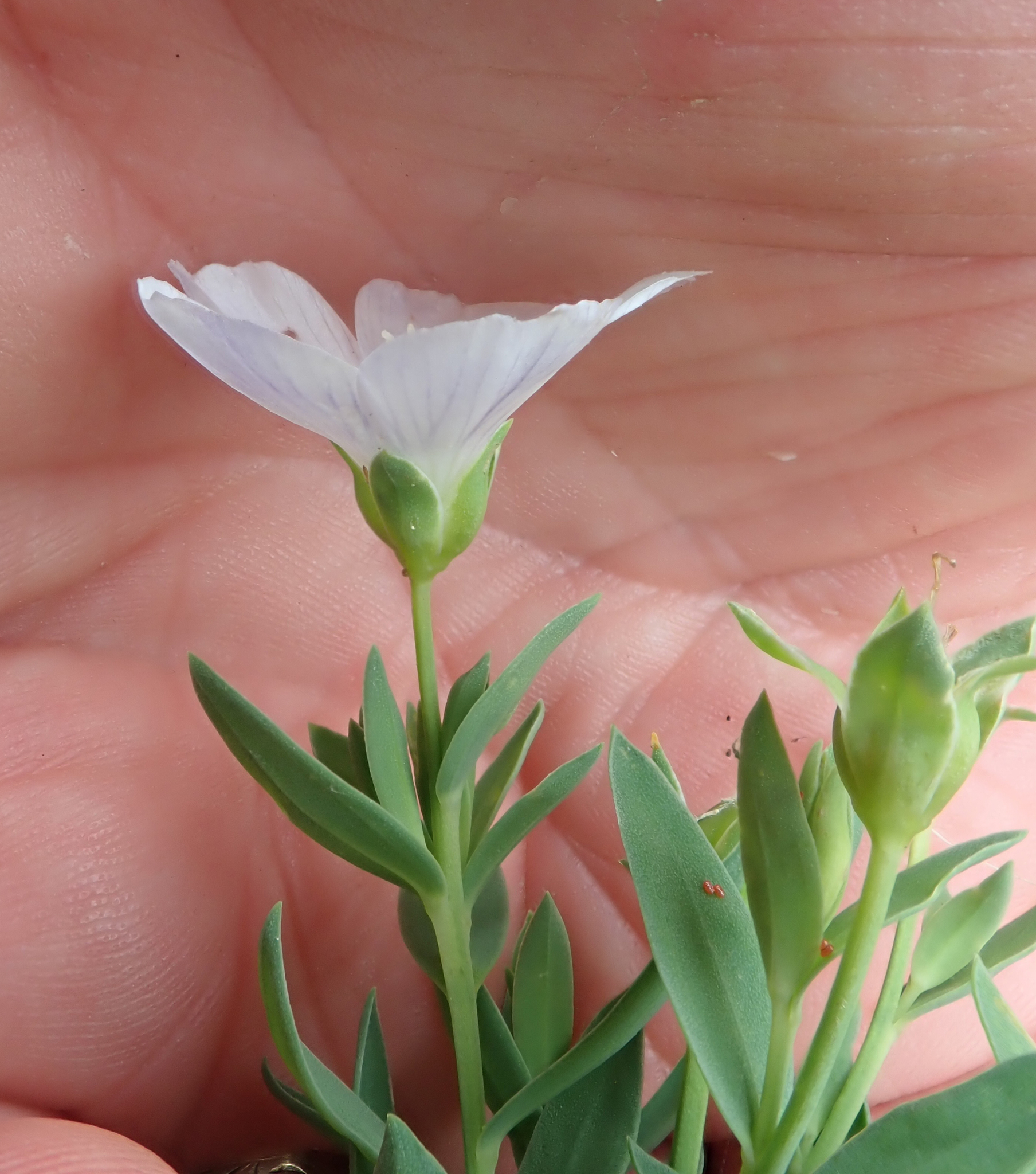 Linum monogynum G.Forst.