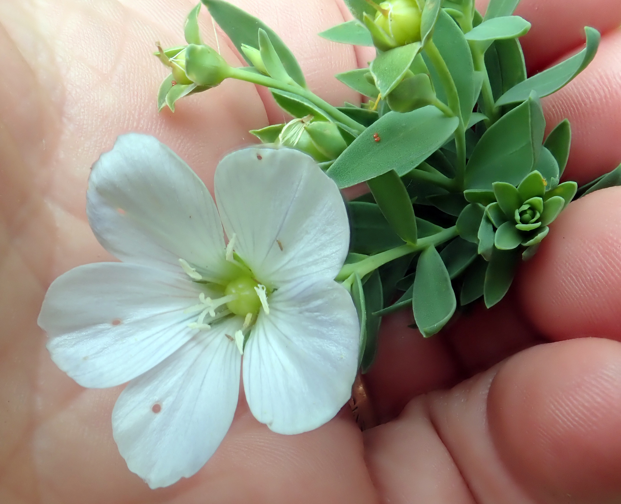 Linum monogynum G.Forst.