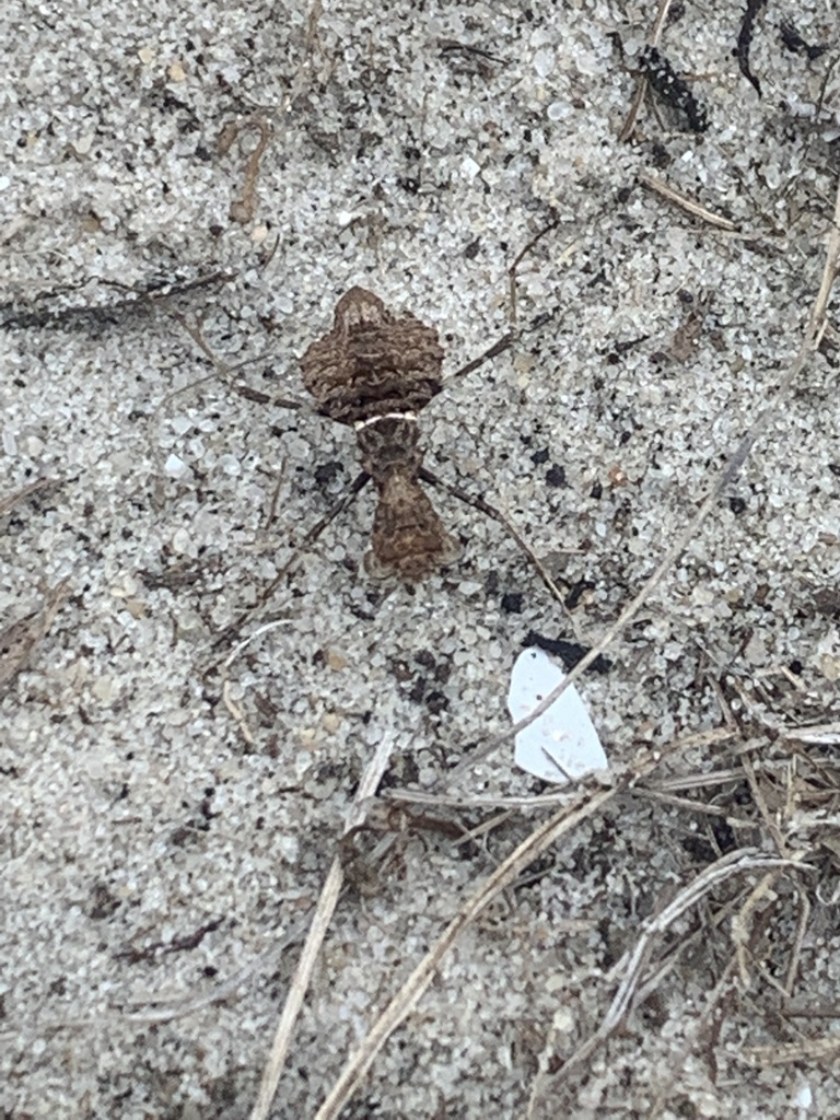 Southern Boxer Bark Mantis from Monica Ave, Bonbeach, VIC, AU on ...