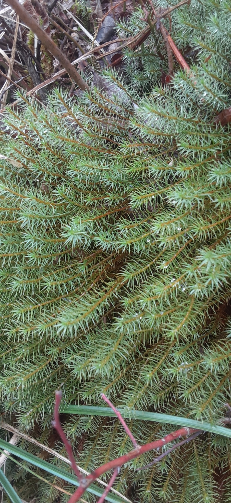 Polytrichum strictum Menzies ex Bridel, 1801