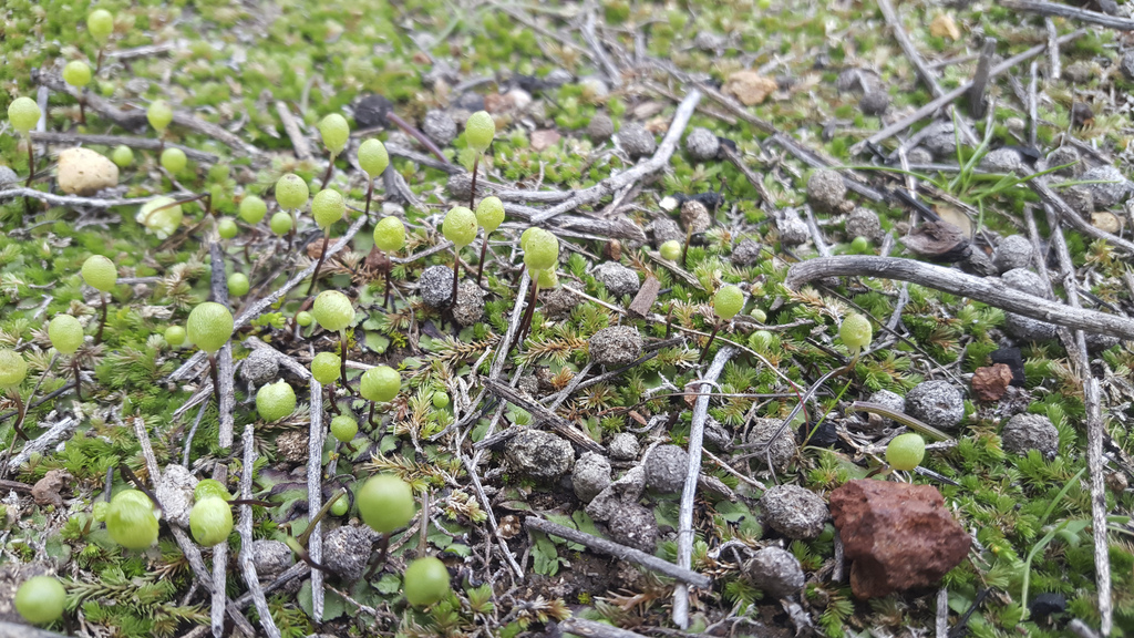 Palmer's asterella from La Jolla, San Diego, CA, USA on February 21 ...