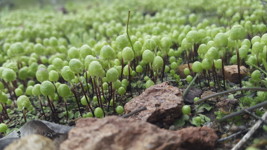 Palmer's asterella from San Diego, CA, USA on February 21, 2023 at 04: ...