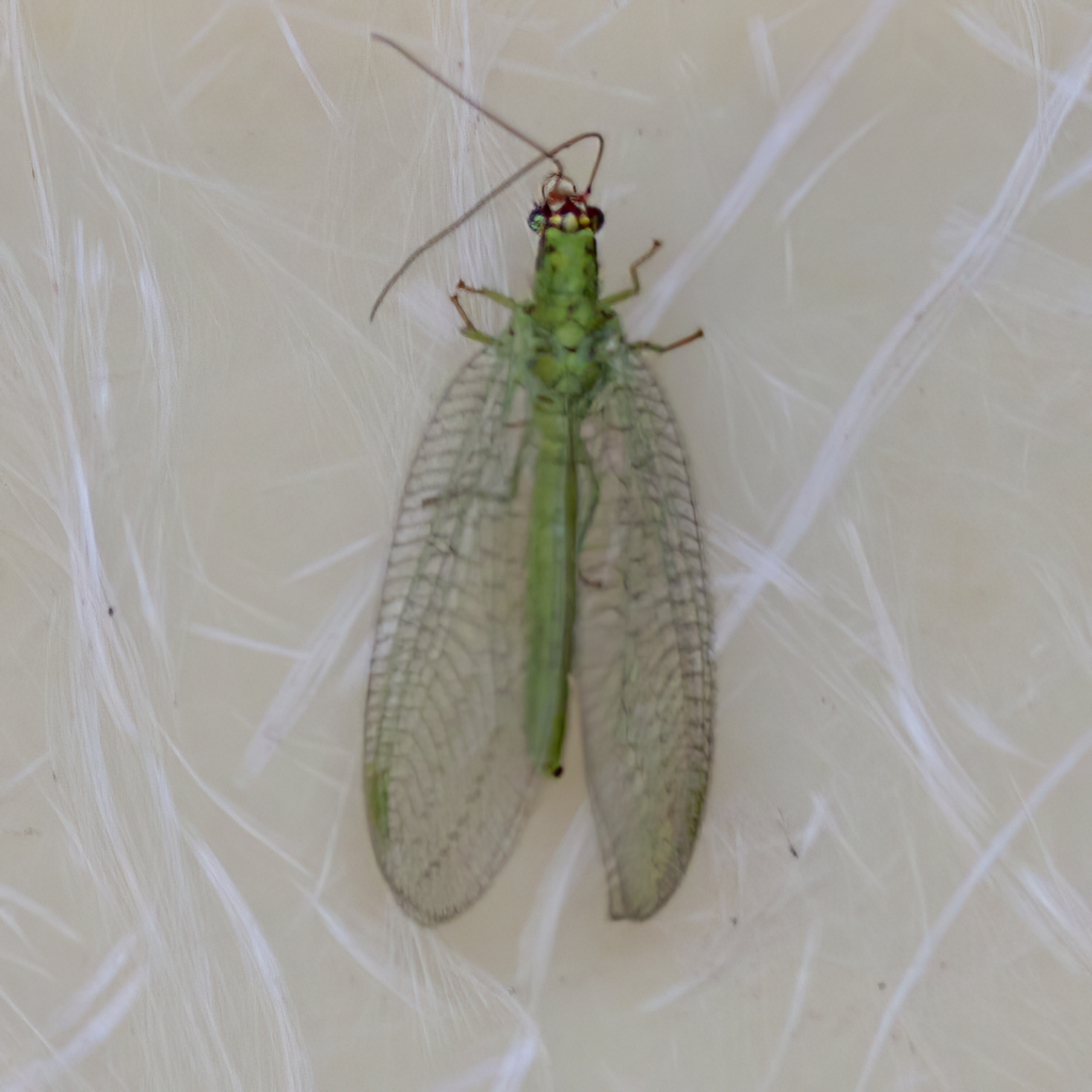 Chrysopa oculata from Meeker, CO 81641, USA on June 22, 2012 at 07:18 ...