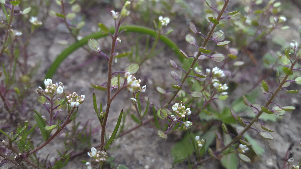 Shining Pepperweed from Tierrasanta, San Diego, CA 92124, USA on ...