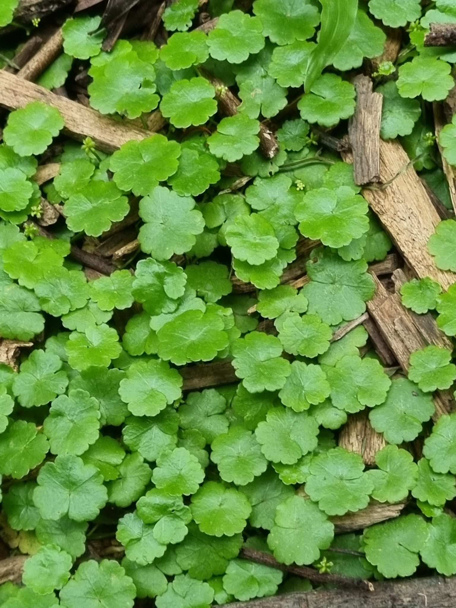 Hydrocotyle sibthorpioides Lam.