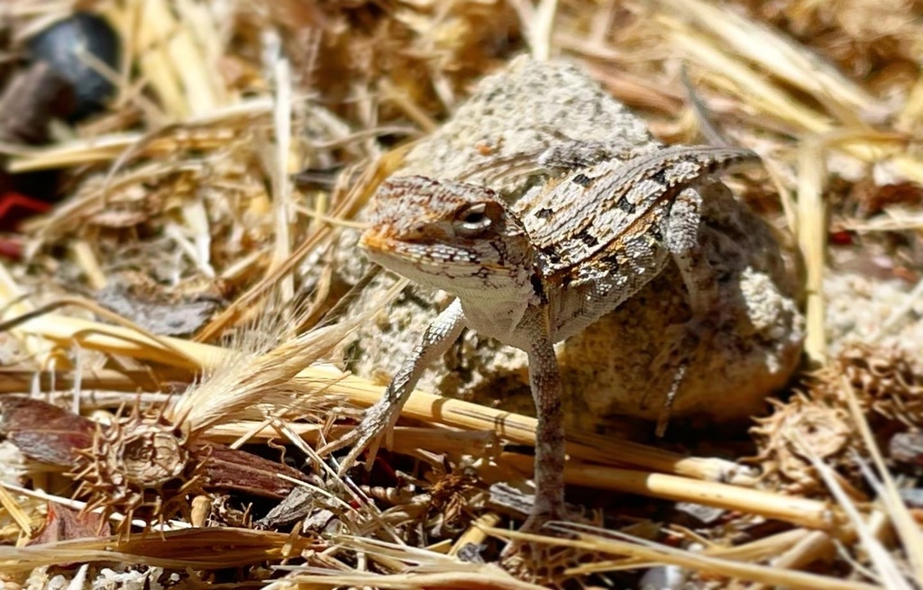 Western Heath Dragon from Challenger Pde, City Beach, WA, AU on ...