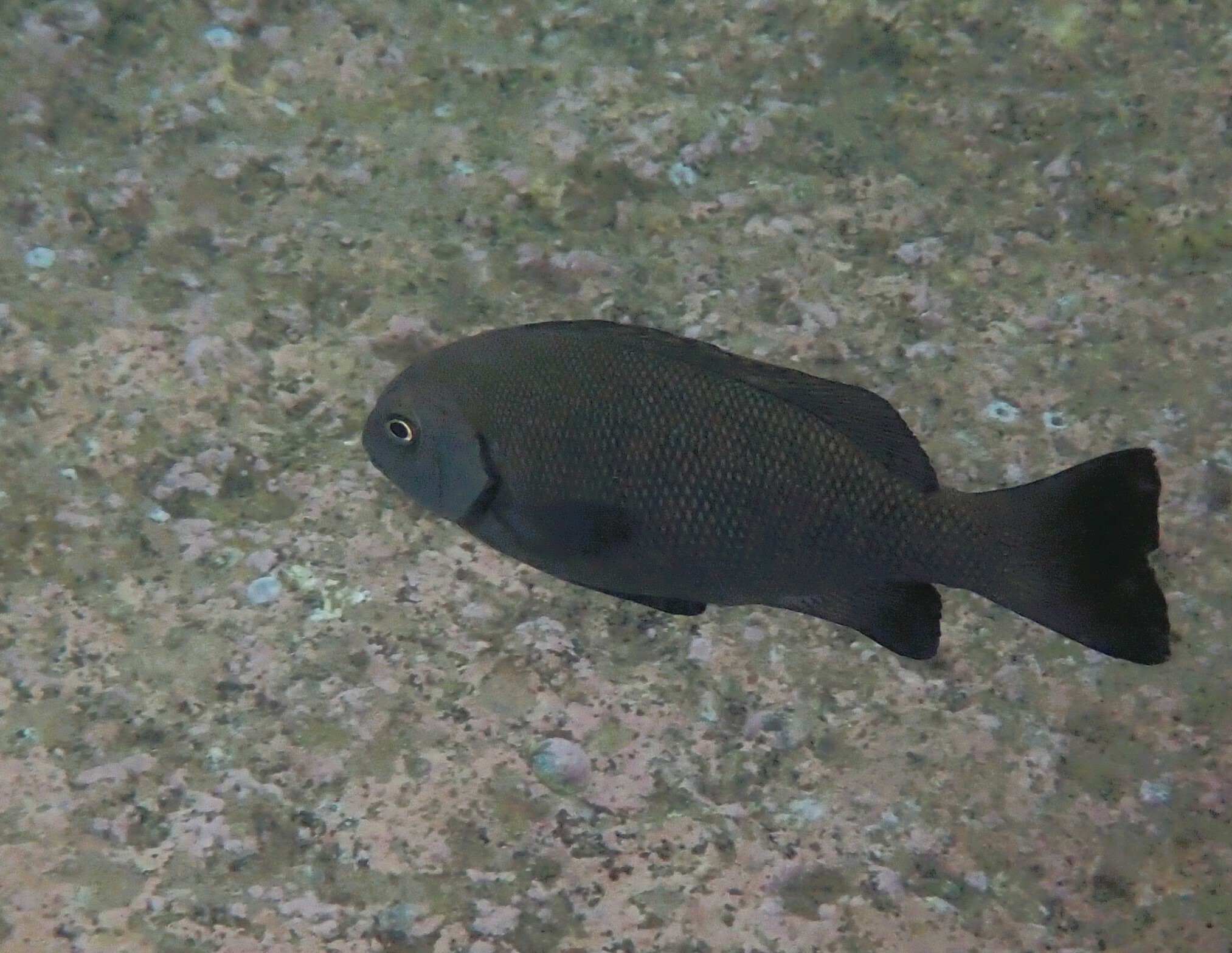 Girella elevata Macleay, 1881