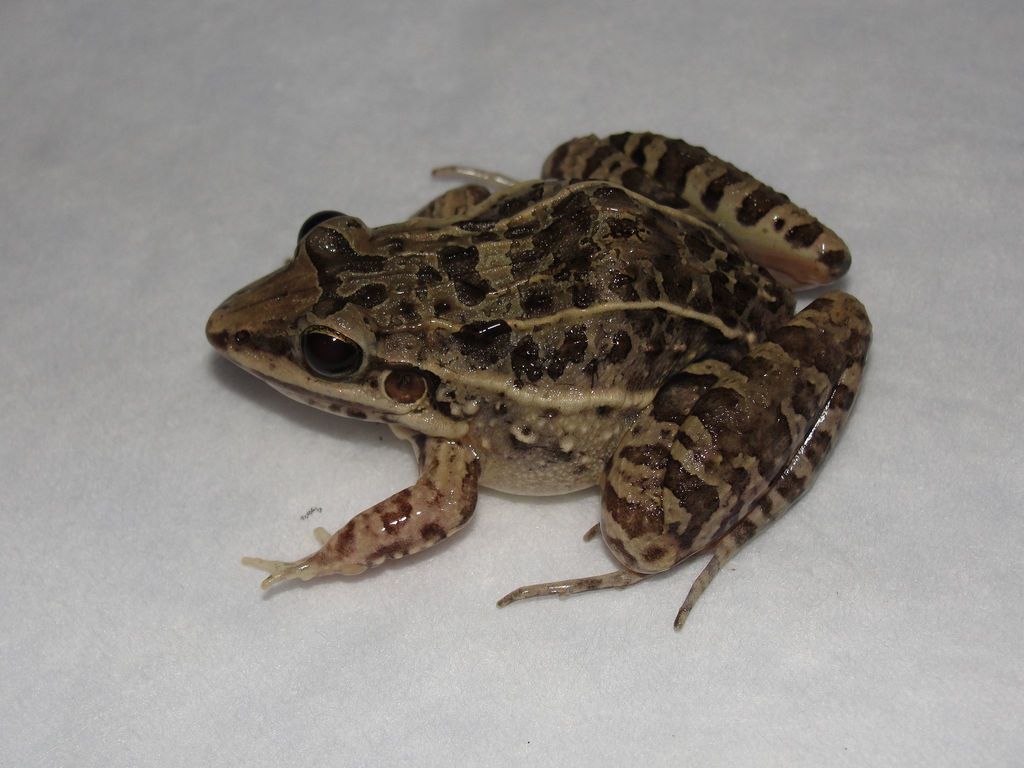 Leptodactylus fuscus (Anfibios de (Amphibians of) Sabana de Torres ...