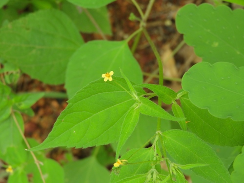 Baltimora geminata (Baltimora geminata)