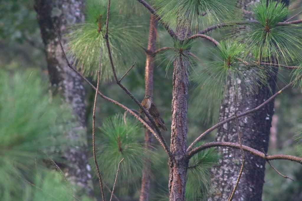 Spotted Wren from Mazamitla, Jal., México on August 07, 2022 at 06:24 ...