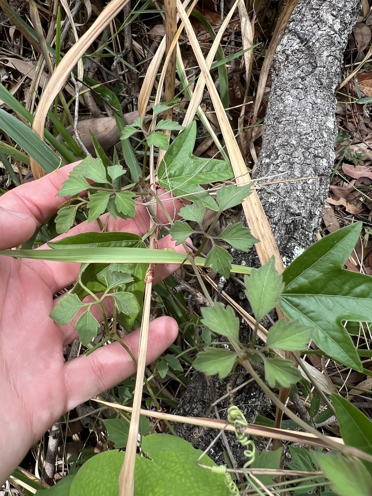 Slender Grape in February 2023 by Ian Parsons · iNaturalist