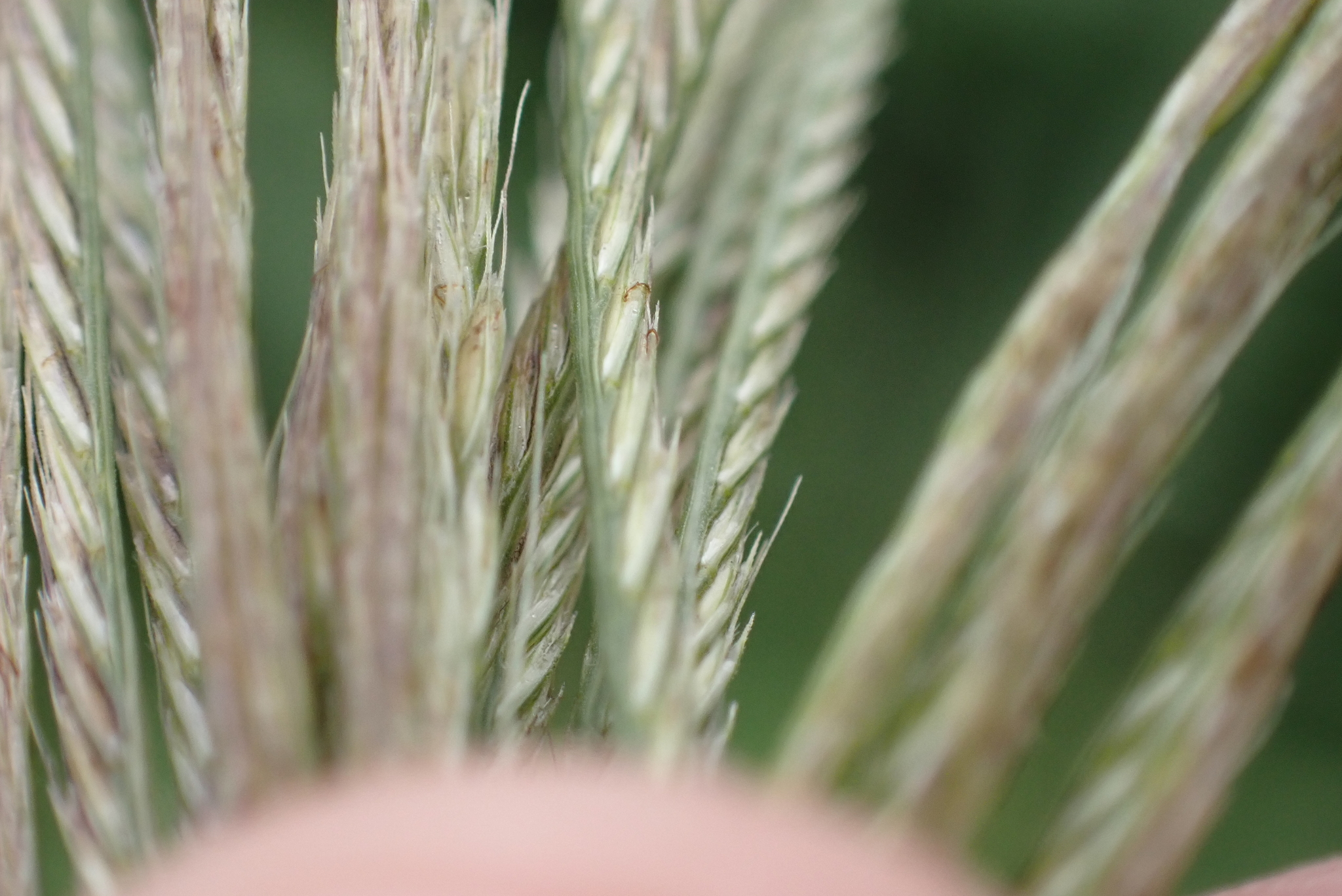 Chloris radiata (L.) Sw.