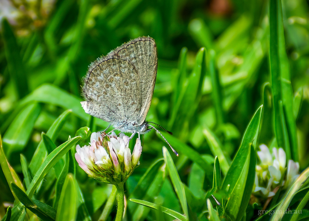 Lesser Grass Blue from Adelaide SA, Australia on February 22, 2023 at ...