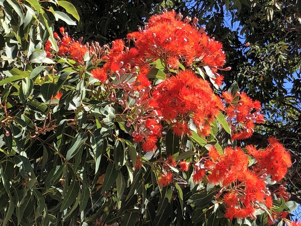 Red-flowering gum from Edgar Griffiths Park, Wanneroo, WA, AU on ...