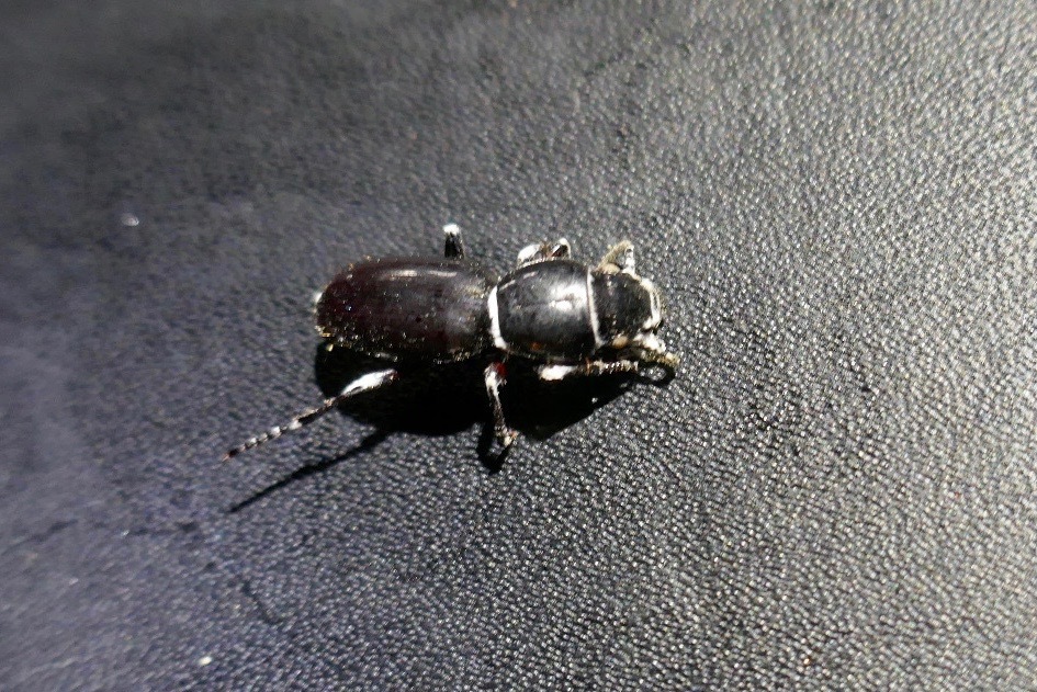 Hypocreales in February 2023 by Cat's eye Gully. Carabid Beetle in soil ...