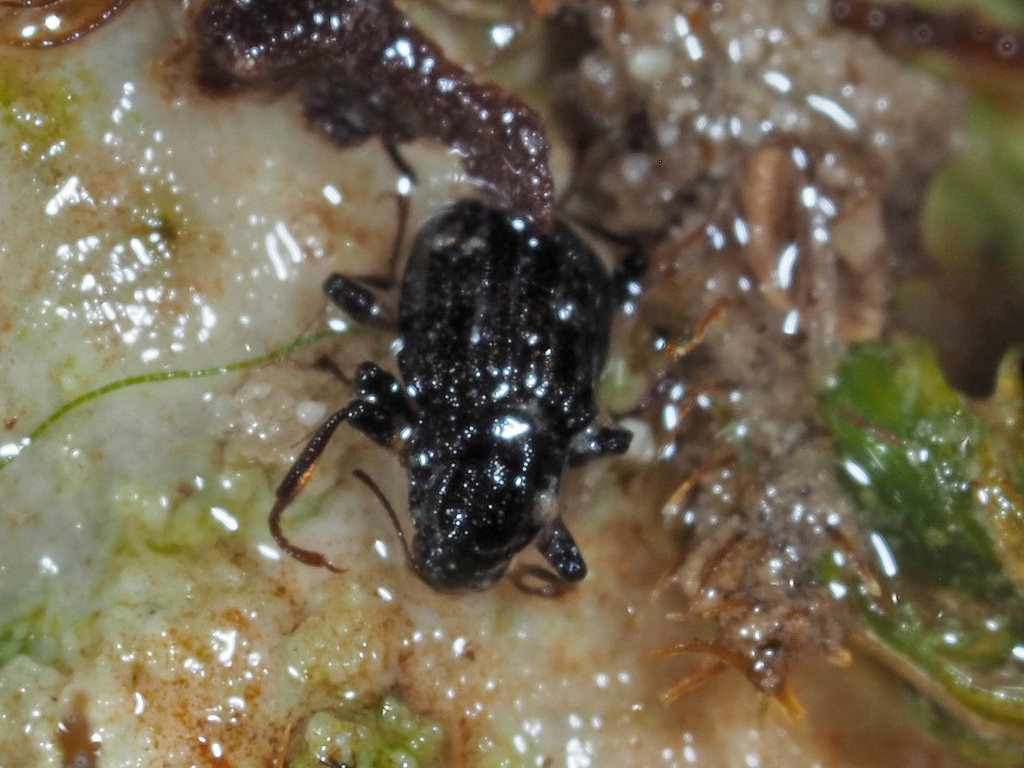 Elmis from Grießbach, Kiefersfelden, Rosenheim, Bayern, Deutschland on ...