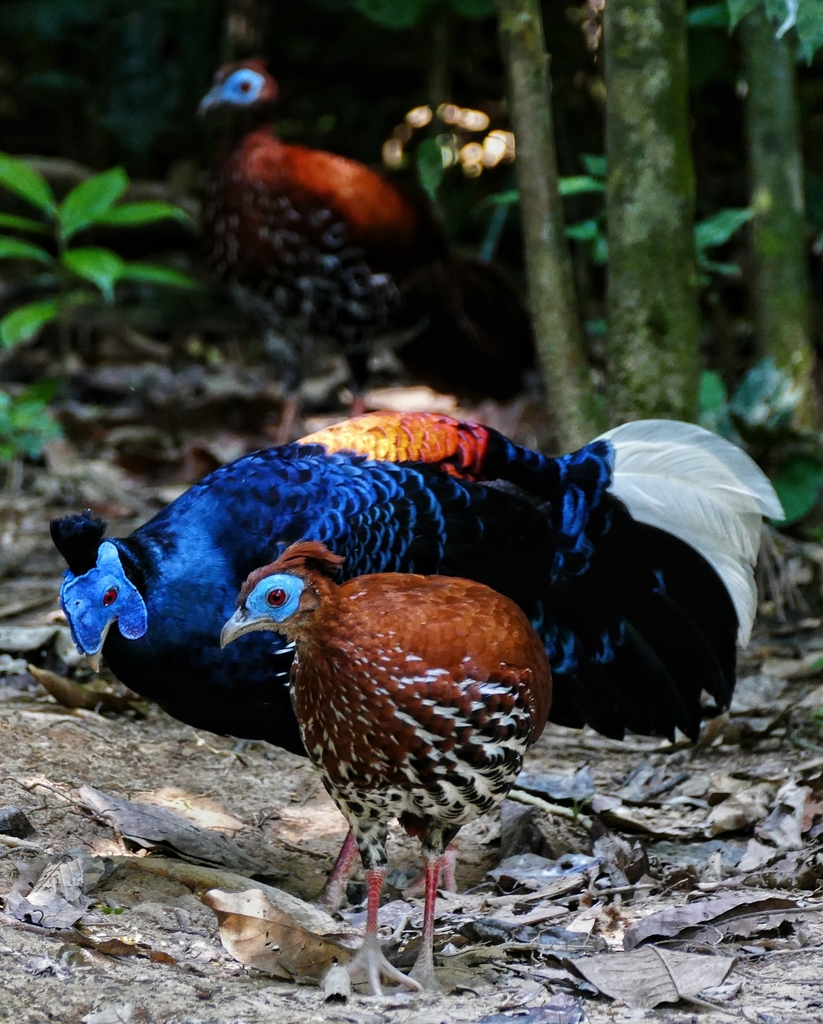 Malayan Crested Fireback in June 2018 by andraescholz · iNaturalist