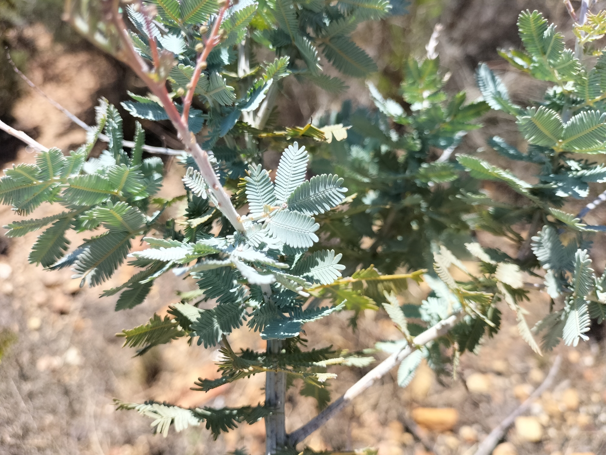 Acacia baileyana F.Muell.