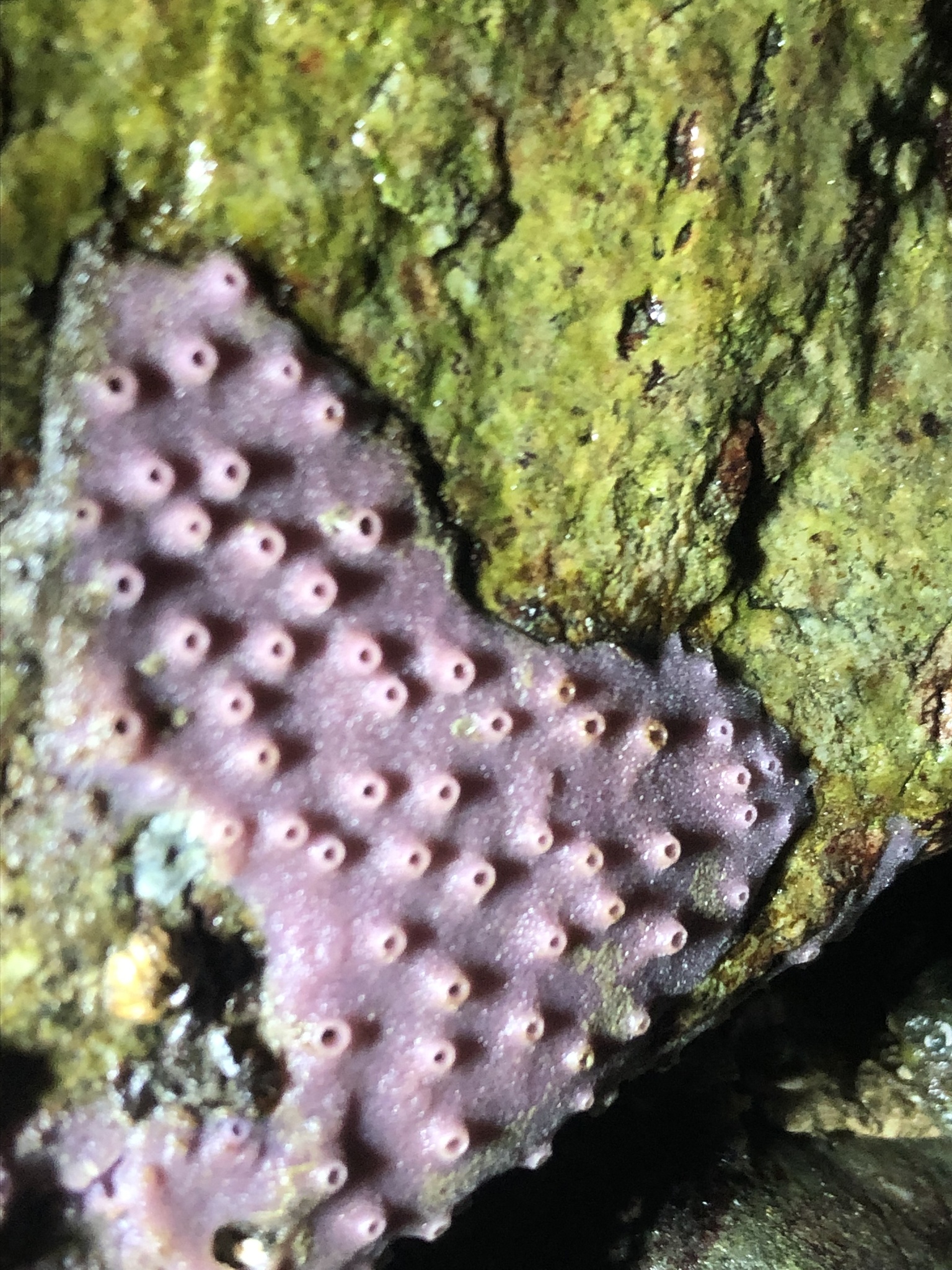 Chalinidae