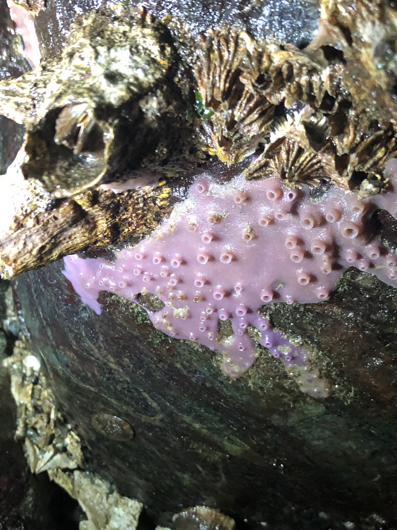 Chalinidae