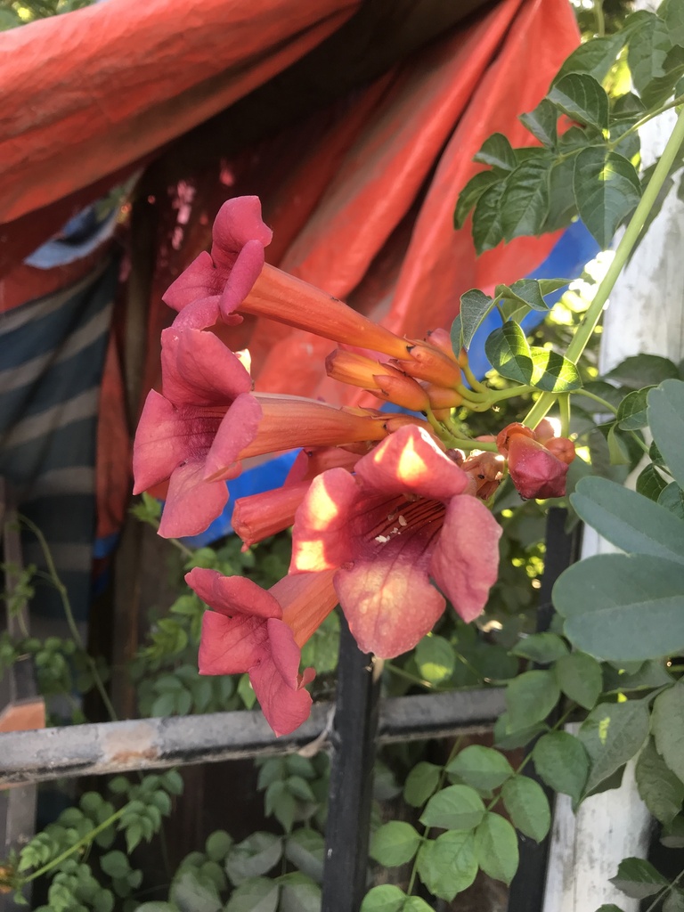 American trumpet vine in December 2022 by Aron Teixeira · iNaturalist