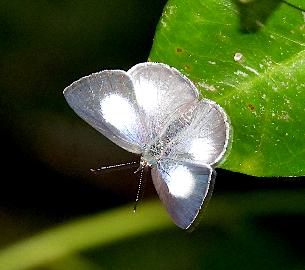 Common Pencilled Blue from Drapers Crossing, Draper QLD 4520, Australia ...