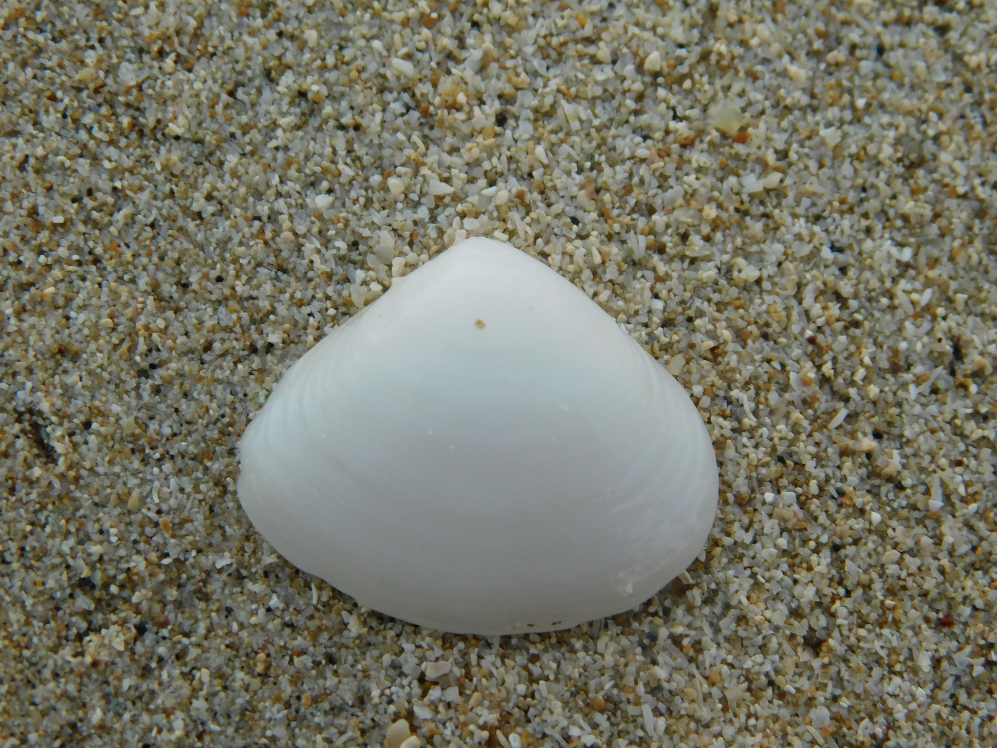 Atactodea striata (Gmelin, 1791)