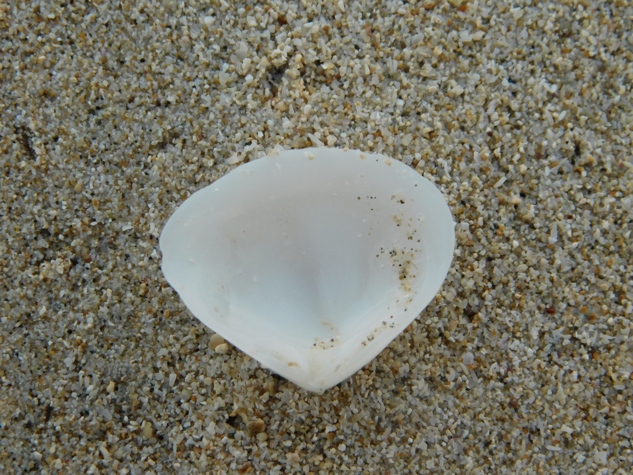 Atactodea striata (Gmelin, 1791)