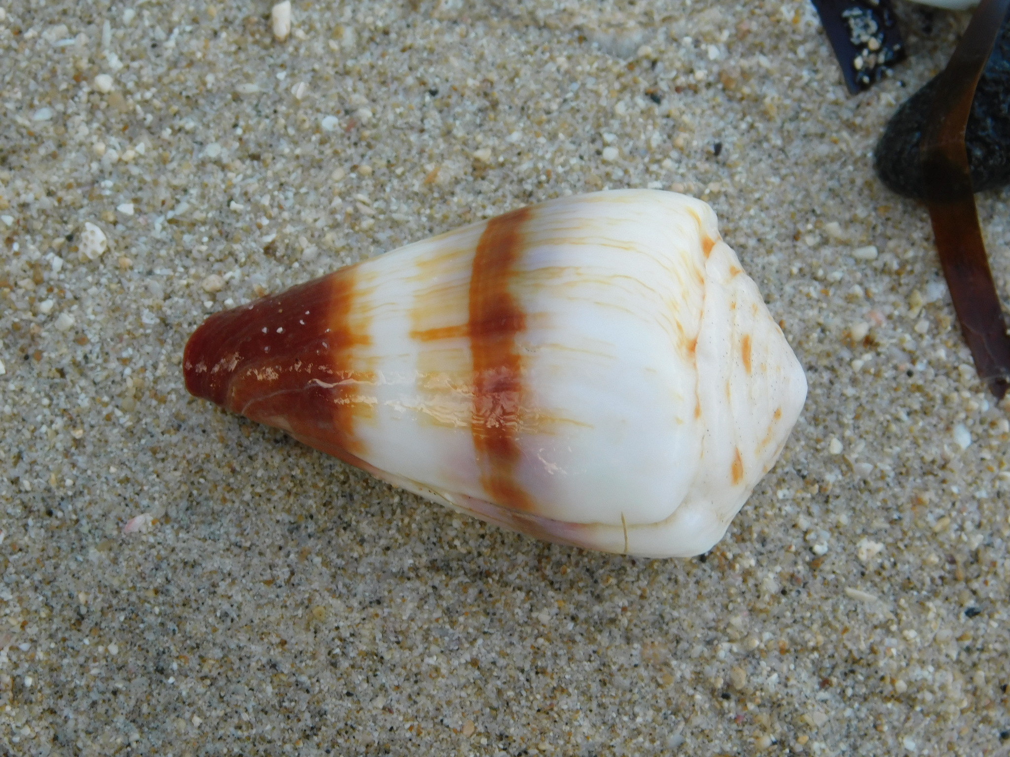 Conus miles Linnaeus, 1758