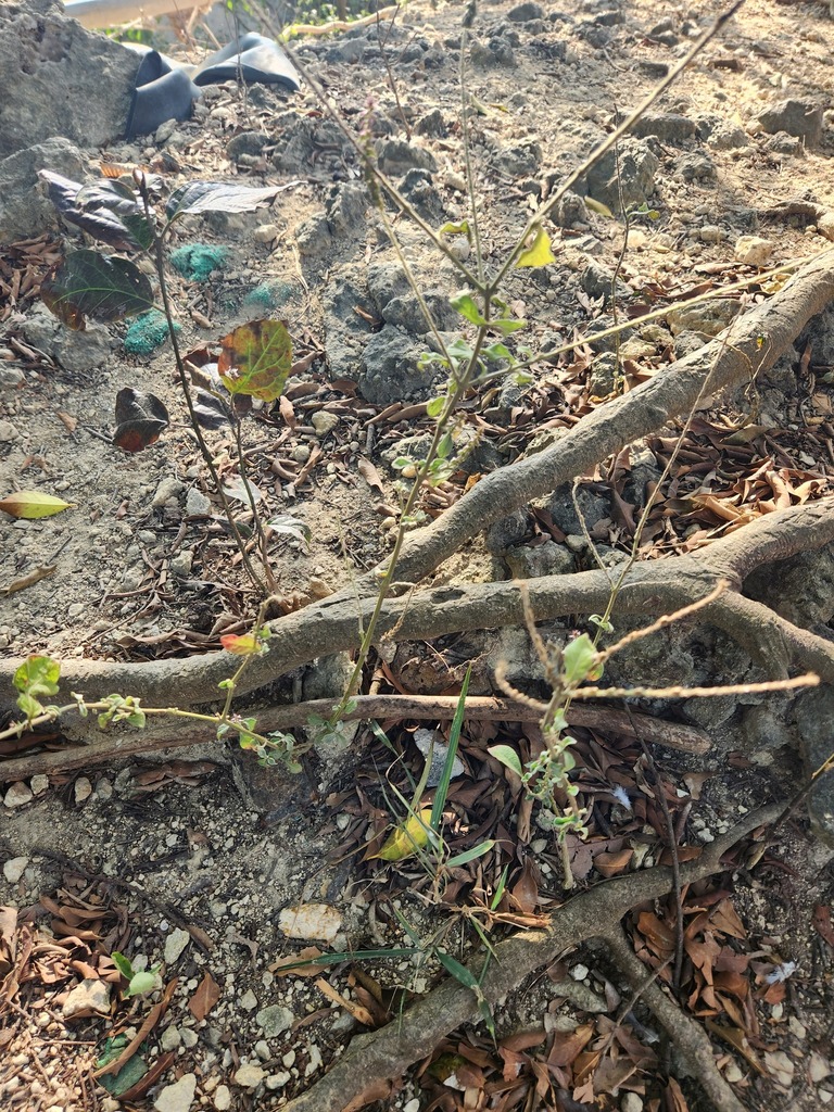 Cyathula prostrata from 台灣高雄市 on January 21, 2023 at 09:19 AM by 胡正恆 ...