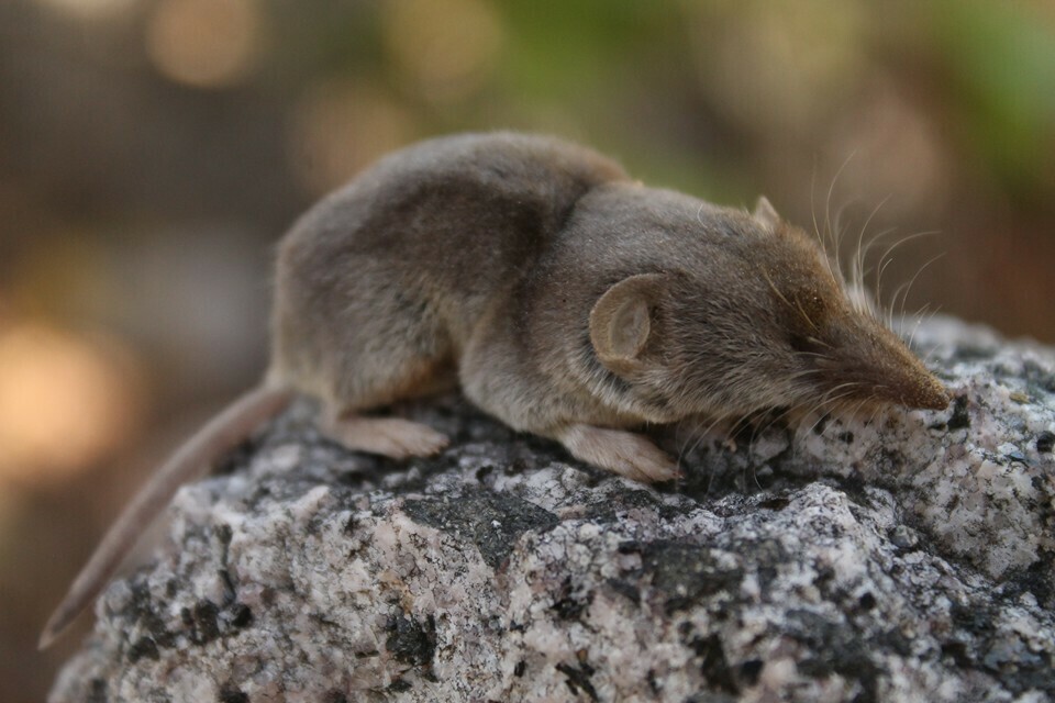Large-eared Gray Shrew from Villa Unión, Sin., México on October 11 ...