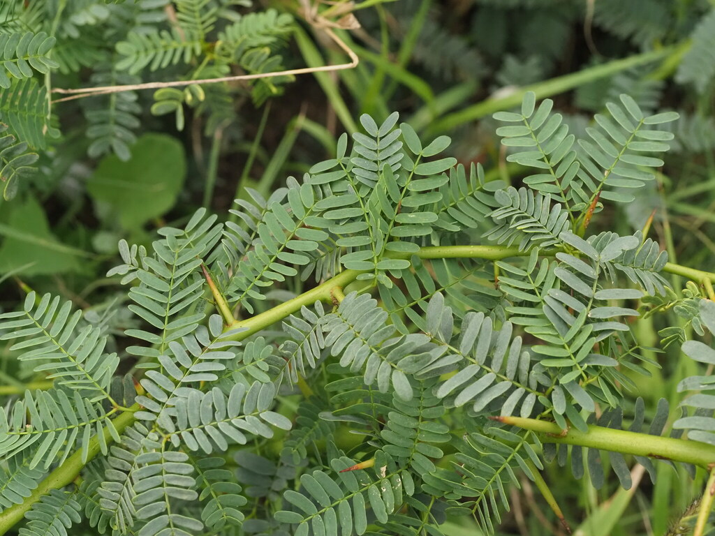 mesquite (Neltuma juliflora) - Botanical Realm