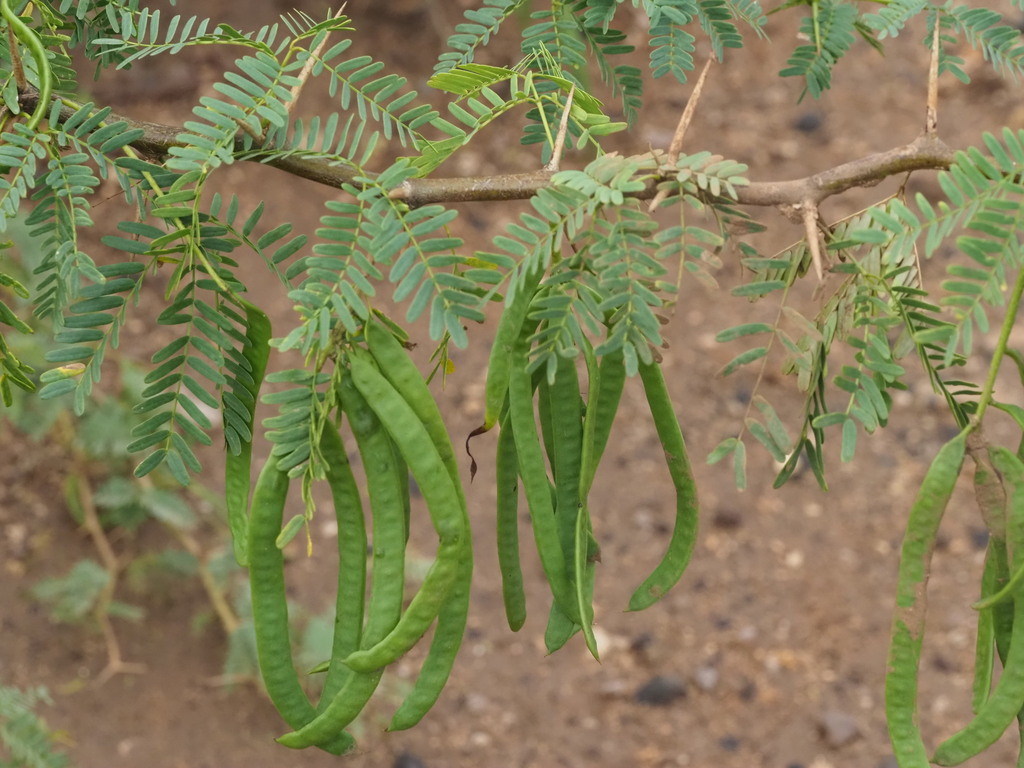 mesquite (Neltuma juliflora) - Botanical Realm