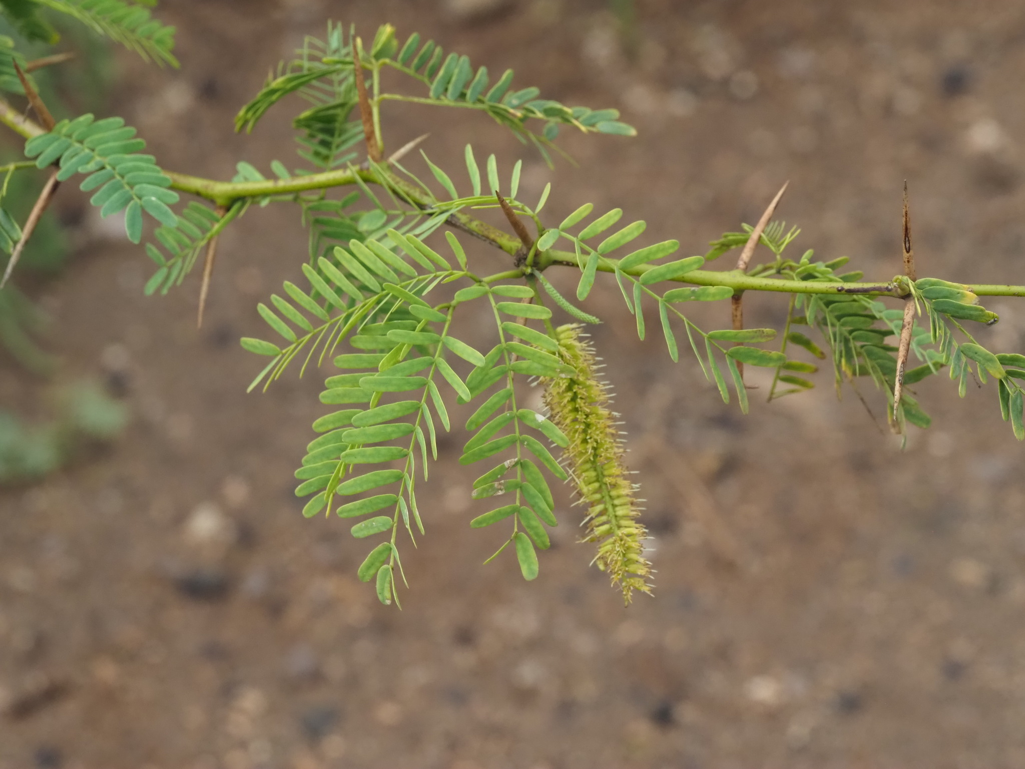 Prosopis juliflora (Sw.) DC.