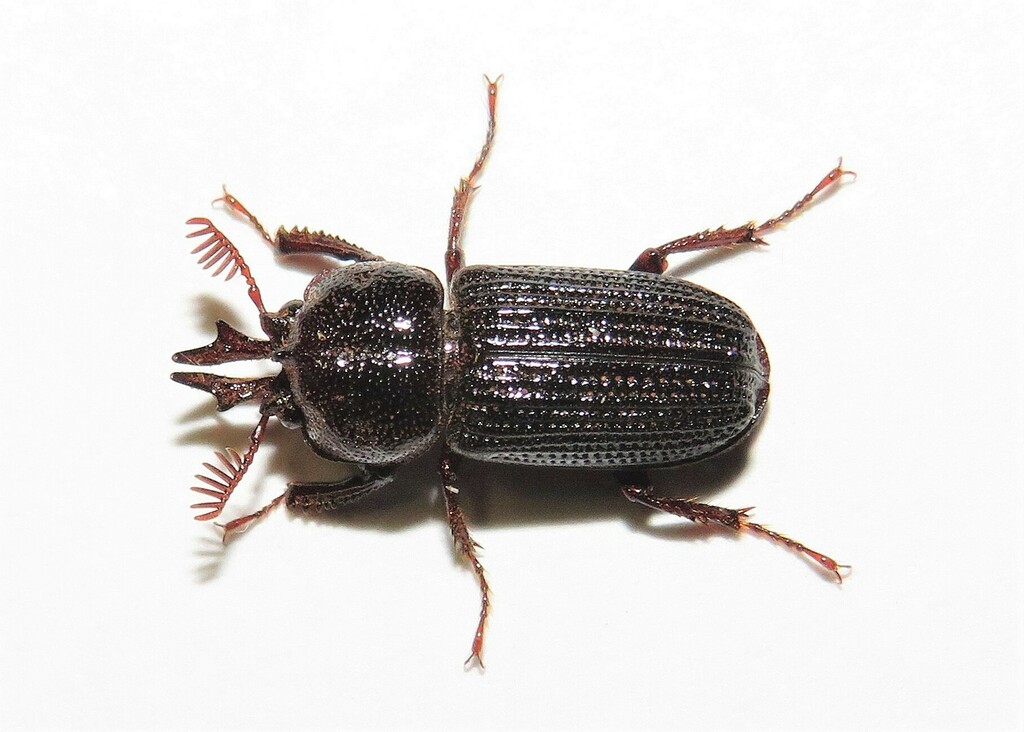 Syndesus cornutus from Wallaga Lake NSW 2546, Australia on February 20 ...