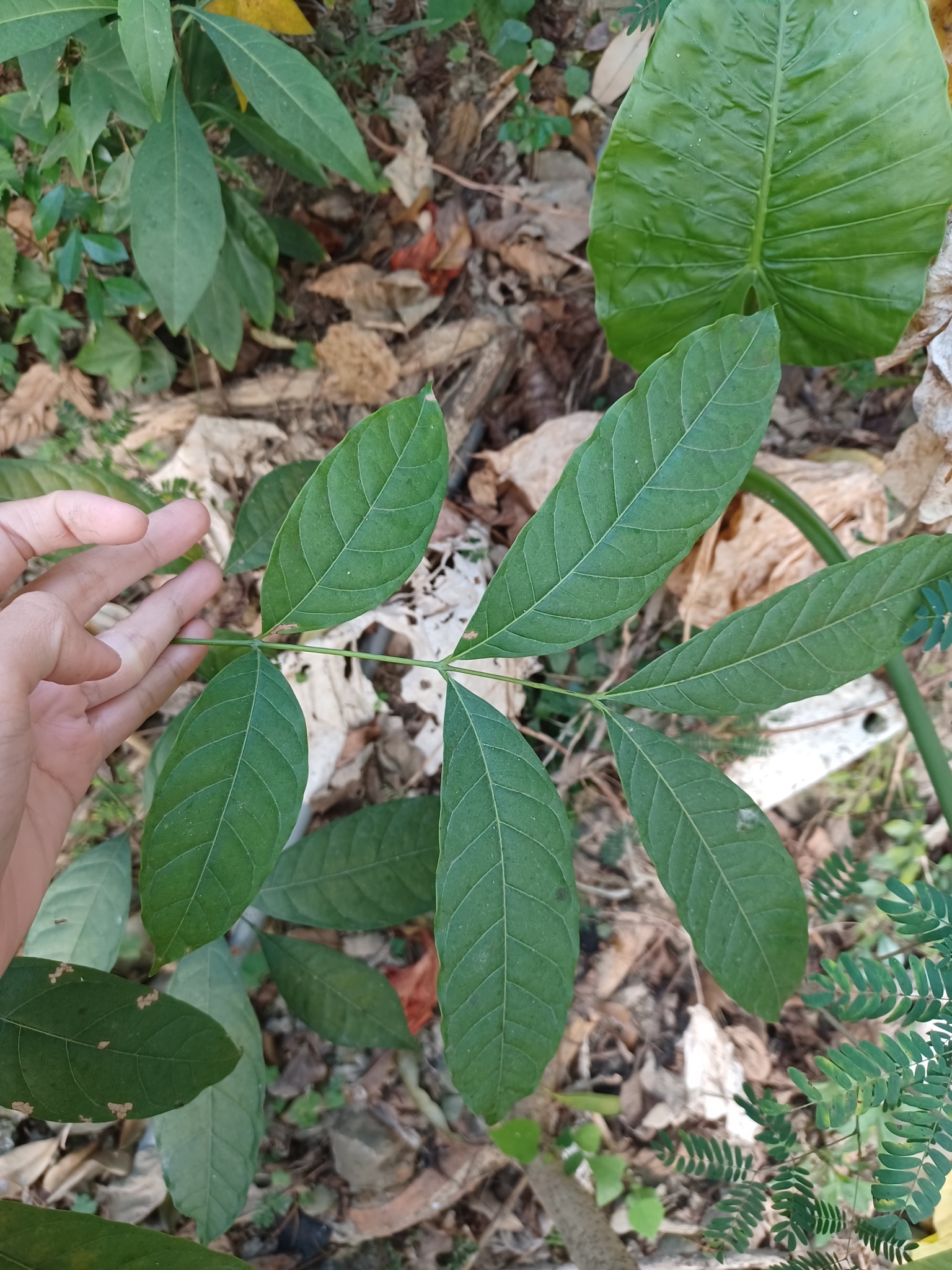 Swietenia macrophylla G.King