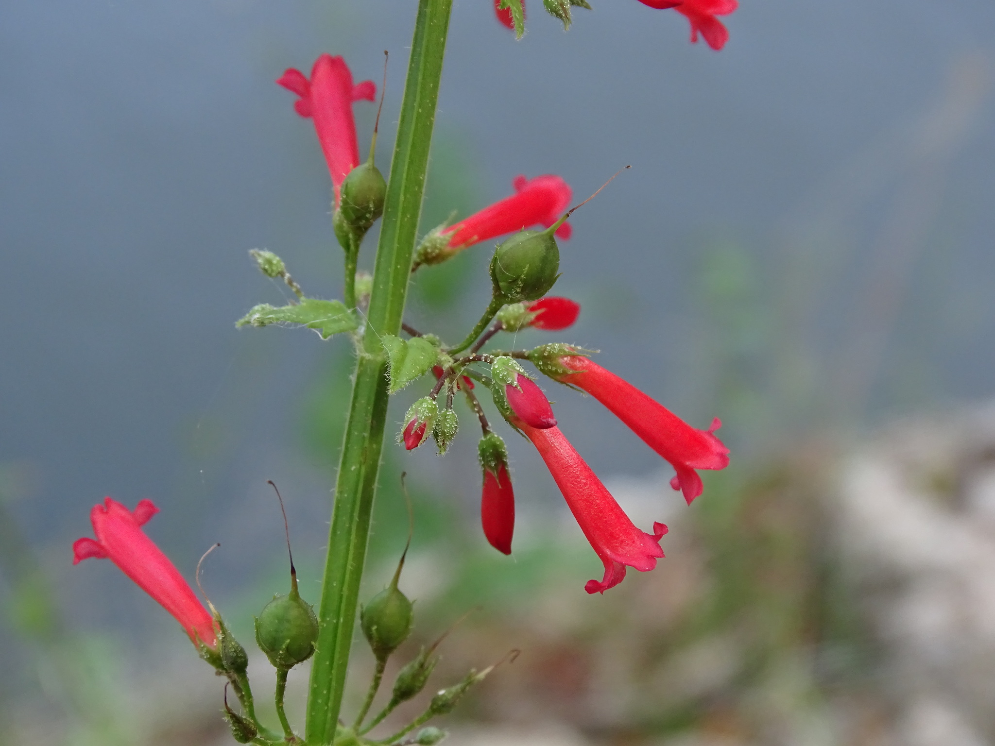 Russelia sarmentosa Jacq.
