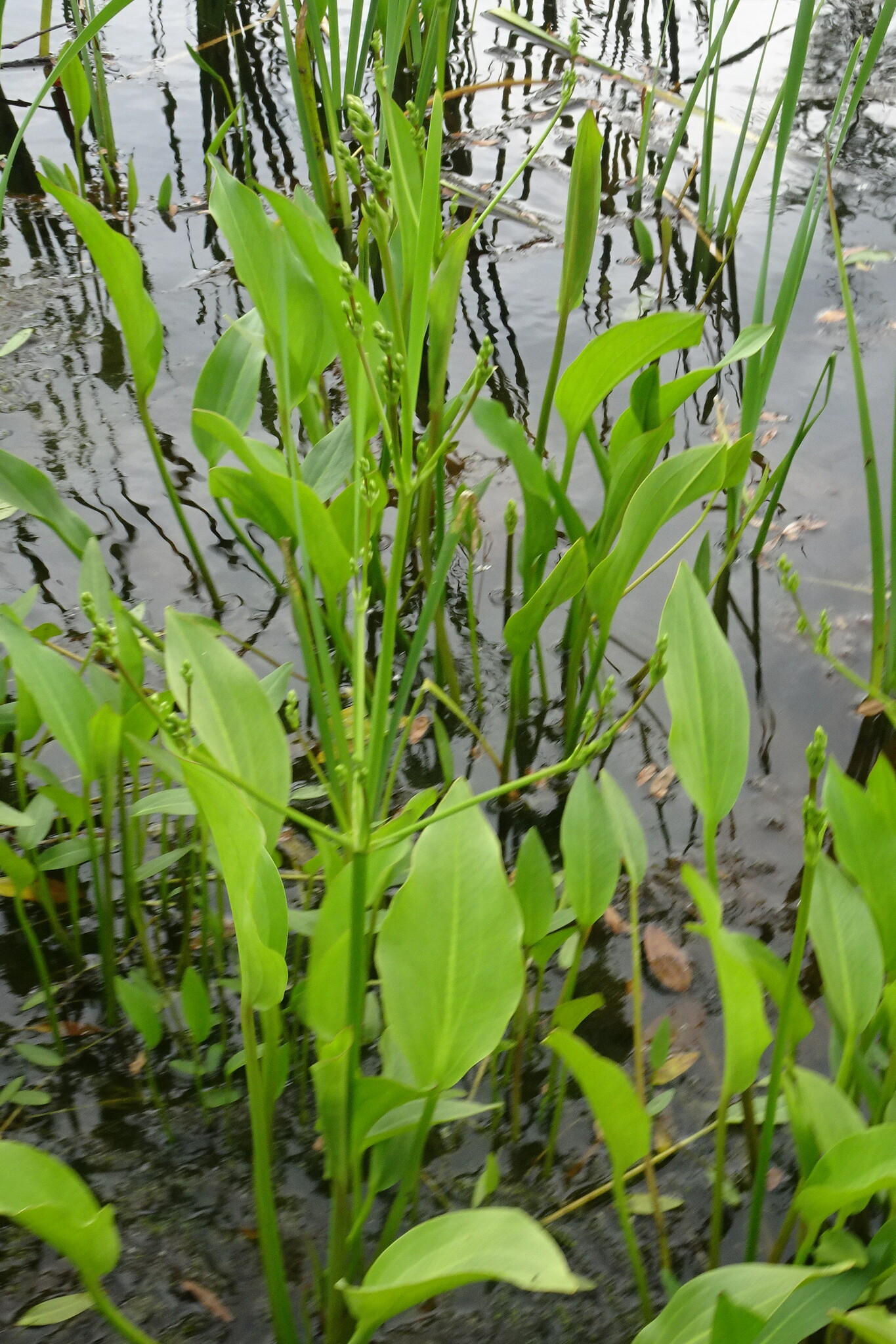 Alisma plantago-aquatica subsp. orientale (Sam.) Sam.